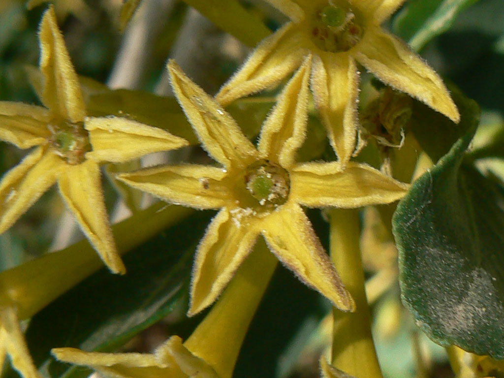 duraznillo negro | Noticias de Sierras Chicas